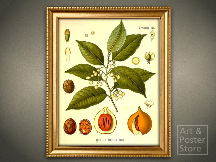 Second Life Marketplace - NUTMEG Vintage Botanical Illustration | Gold ...